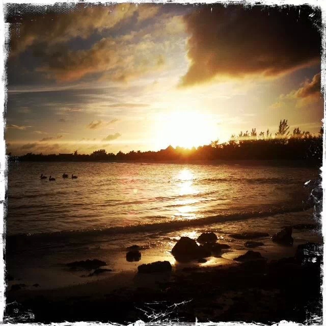 The Death of a Swan / Mehdi Hamidi Shirazi | m jane colette